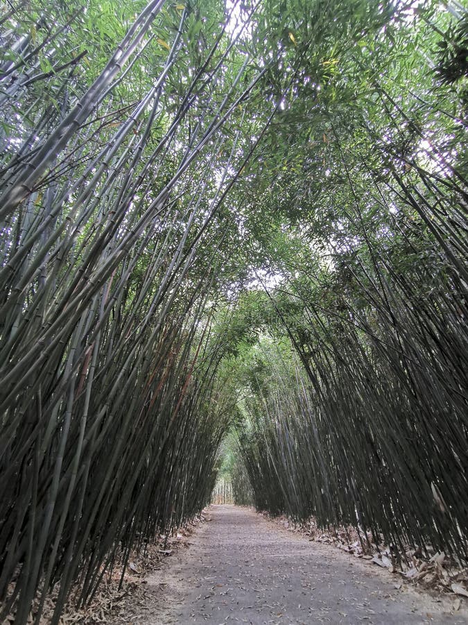 Corridor Walk in Bamboo Forest Stock Image - Image of bear, chengdu ...