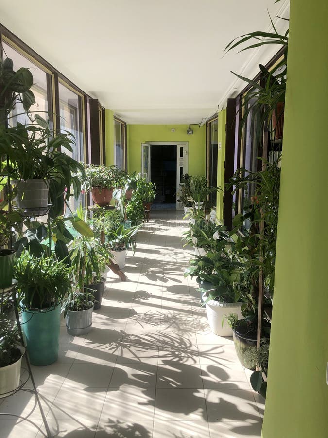 A Corridor with Windows in a Building with Many Plants Stock Image ...