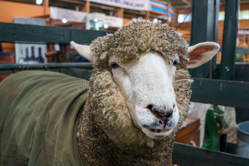 Corriedale breed sheep stock photo. Image of flock, farm - 259813186