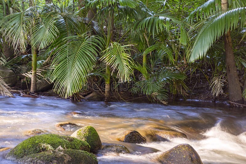 Corriente Tropical Fresca Con Las Palmeras Imagen de archivo - Imagen ...