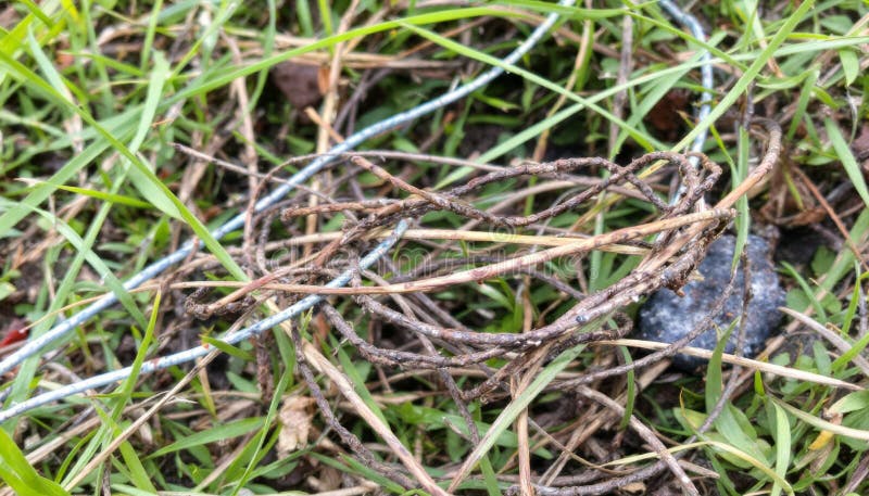 Corroded Wire Bundle Resting on Grassy Ground Stock Illustration ...