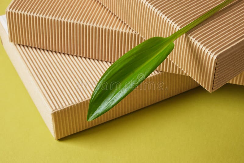 Corrugated Cardboard Boxes and Green Fresh Sheet on Green Background ...