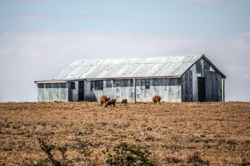 Corrugated Iron Hut at Midday Stock Image - Image of nairobi, noon ...