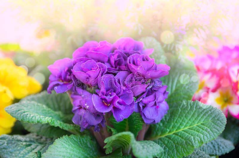 Purple primrose stock image. Image of motherland, style - 92508023