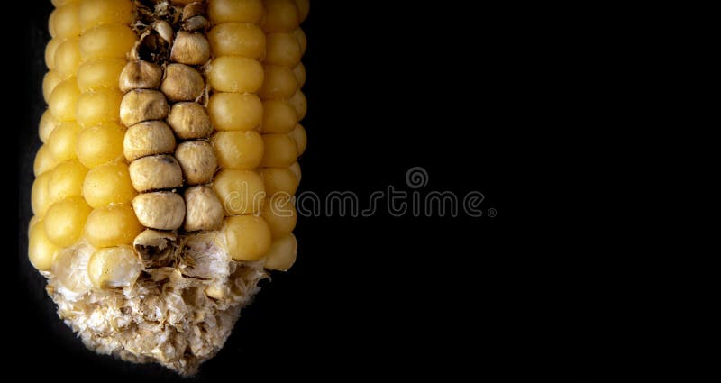 Corrupted Corn that Has Been Stored Incorrectly Stock Photo - Image of ...