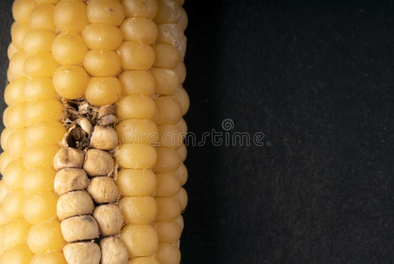 Corrupted Corn that Has Been Stored Incorrectly Stock Image - Image of ...