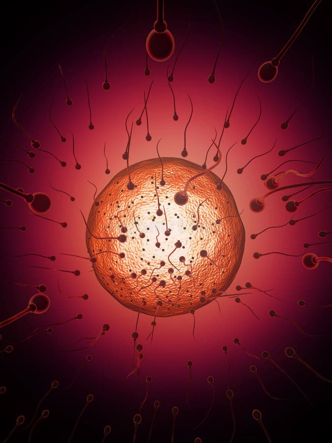 Spermatozoi All'interno Del Dotto Deferente Illustrazione di Stock ...