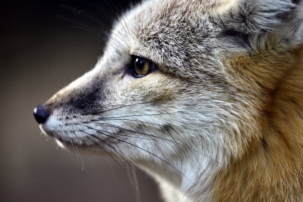 Corsac fox stock image. Image of wild, animals, illustrations - 60698249
