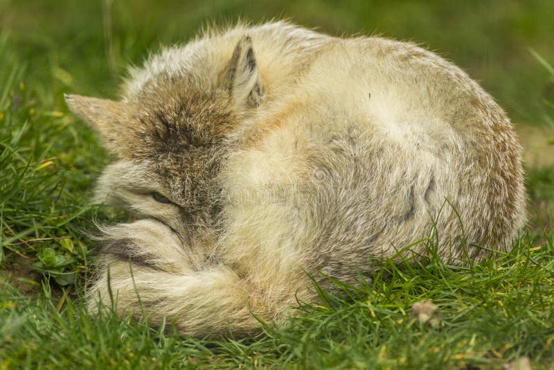 Corsac Fox Lying Down Stock Photos - Free & Royalty-Free Stock Photos ...