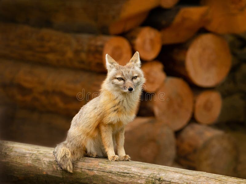 Corsac Fox Sitting on Tree Log Stock Photo - Image of carnivore, house ...