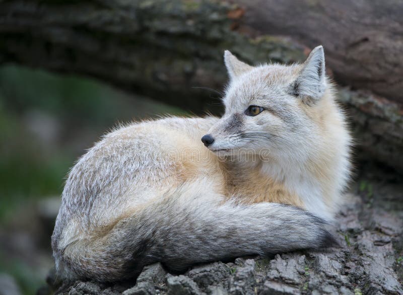 Corsac Fox is Sitting on White Snow. Animals in Wildlife. Animal with ...