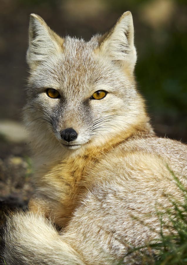The Corsac Fox Vulpes Corsac Stock Image - Image of asia, ground: 88205535