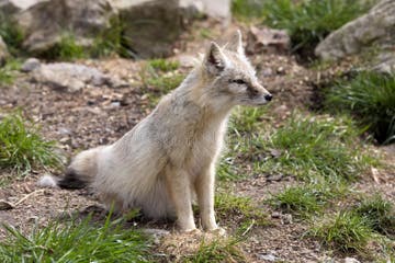 Corsac Fox, Vulpes Corsac is Shrewd Fox Stock Photo - Image of ...