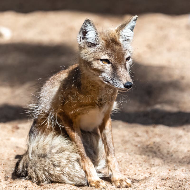 Corsac fox stock photo. Image of corsac, bear, behavior - 133809364