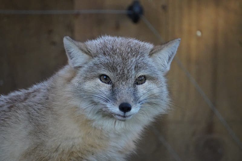 Corsac Fox Looking Out at the World Stock Photo - Image of face ...