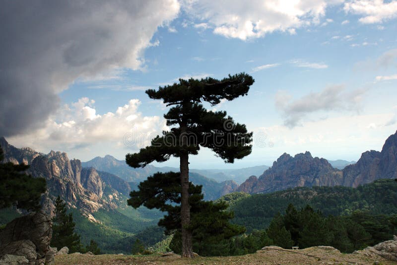 Corsica the Lariccio Pine Tree Stock Image - Image of tourism, nature ...