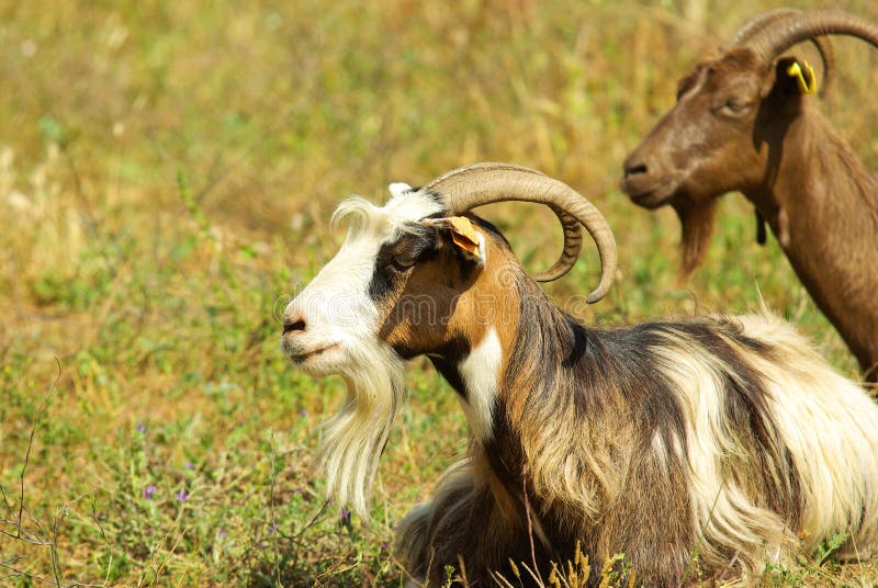 Corsican goats stock photo. Image of husbandry, animals - 8129314