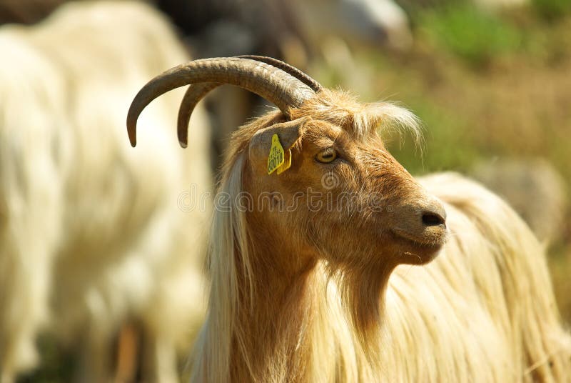 Corsican goats stock image. Image of france, nature, balagne - 8129417