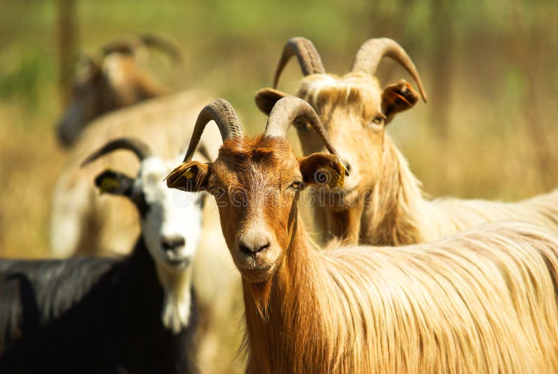 10+ Corsica goat Free Stock Photos - StockFreeImages