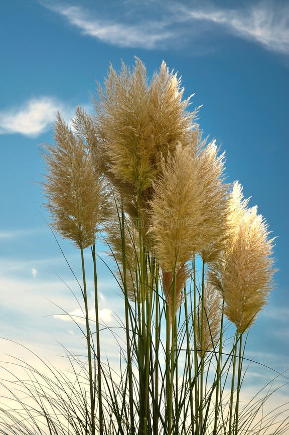 Cortaderia stock image. Image of pampas, vegetation, blossom - 33641965