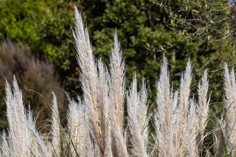Cortaderia Selloana, or Pampas Grass Stock Image - Image of plant ...