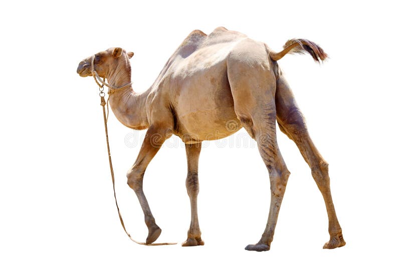 Corte Calvo Bicornic Do Camelo No Fundo Branco Foto de Stock - Imagem ...