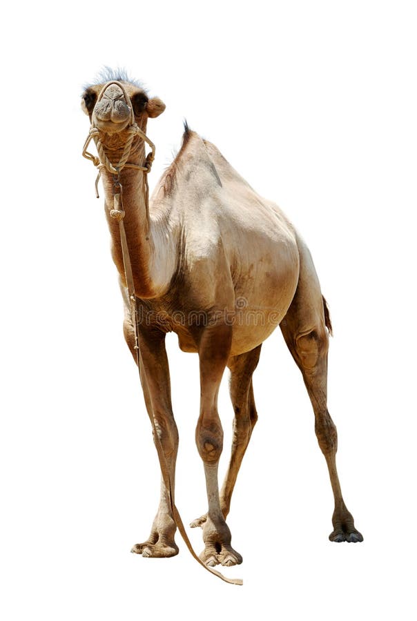 Corte Calvo Bicornic Do Camelo No Fundo Branco Imagem de Stock - Imagem ...