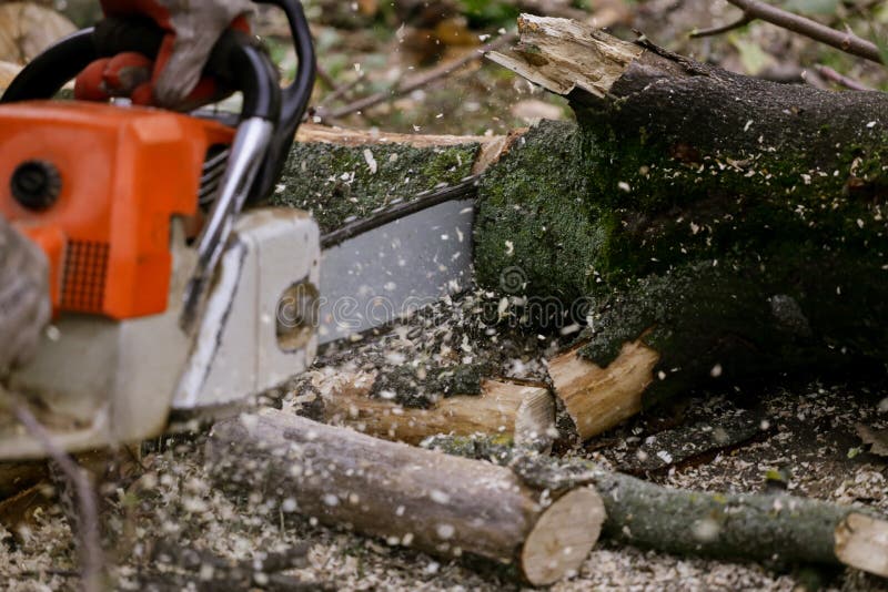 Corte de la rama imagen de archivo. Imagen de profesional - 108642241