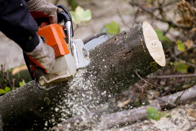 Corte de la rama imagen de archivo. Imagen de potencia - 108642913