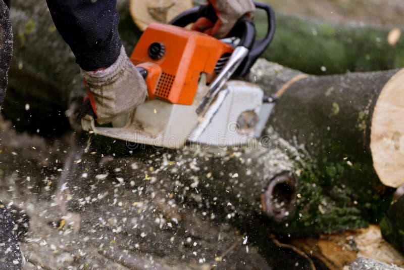 Corte de la rama foto de archivo. Imagen de persona - 108644050