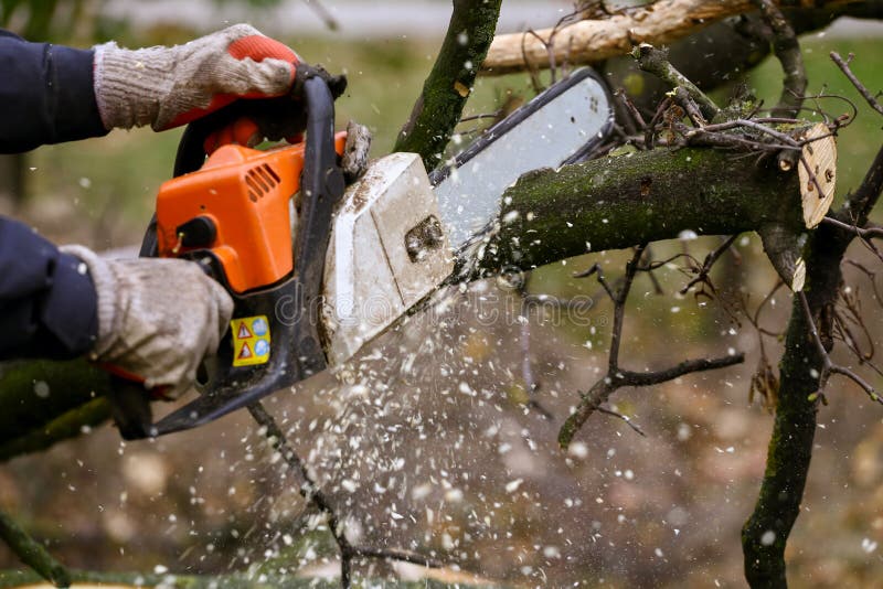 Corte de la rama imagen de archivo. Imagen de corte - 108785381