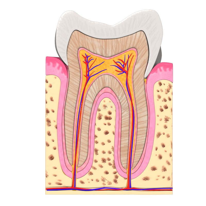Anatomía De Un Diente Humano Sano Stock de ilustración - Ilustración de ...