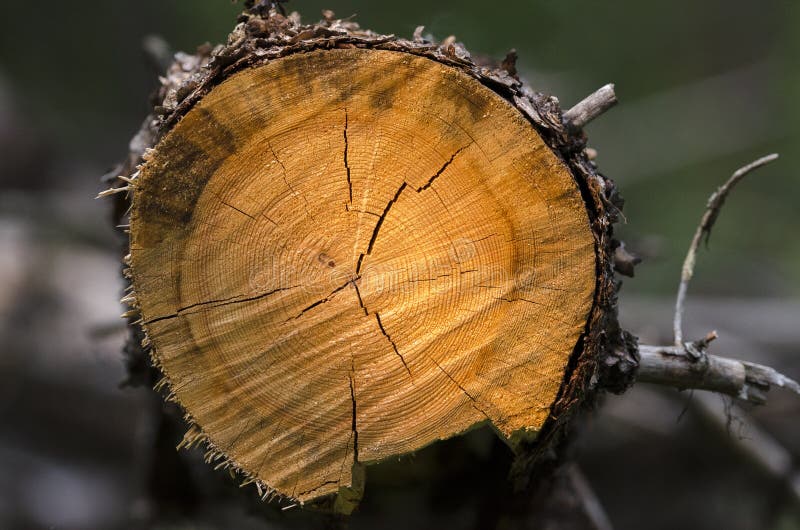 Tronco seco foto de archivo. Imagen de ramificaciones - 17816978