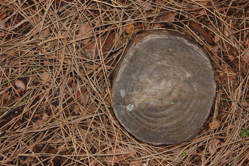 Corte El Tronco De árbol B Partido En Dos Imagen de archivo - Imagen de ...