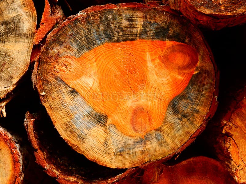 Corte Os Logs Empilhados Em Uma Extremidade Da Pilha Sobre Foto de ...
