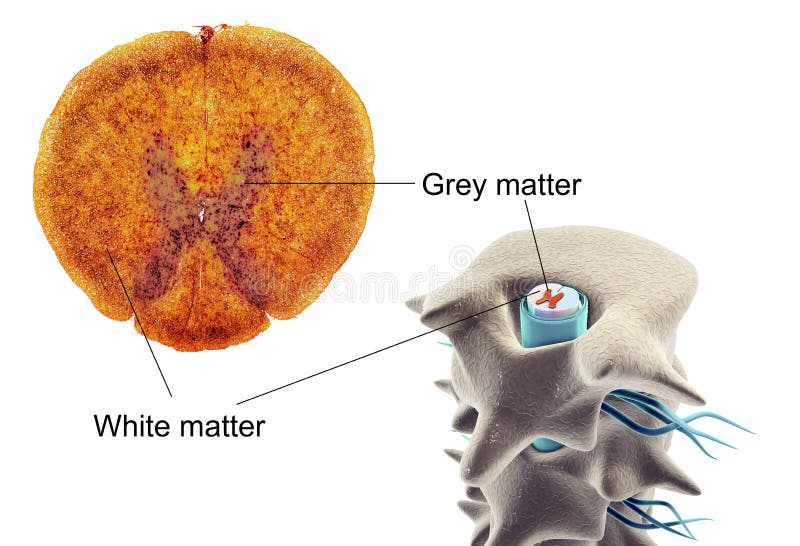 Médula Espinal, Corte Transversal Foto de archivo - Imagen de aislado ...