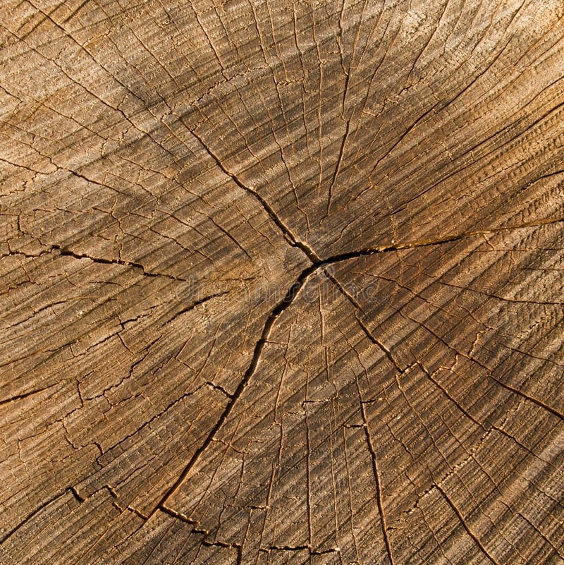 Corte Transversal Del Tronco Del Roble Foto de archivo - Imagen de ...
