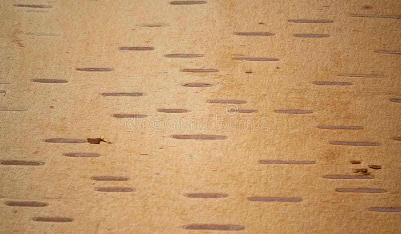 Corteccia di betulla immagine stock. Immagine di naughty - 13340361