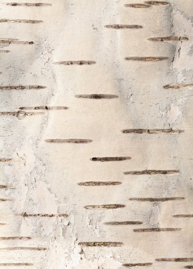 Corteccia di betulla fotografia stock. Immagine di luce - 36617694