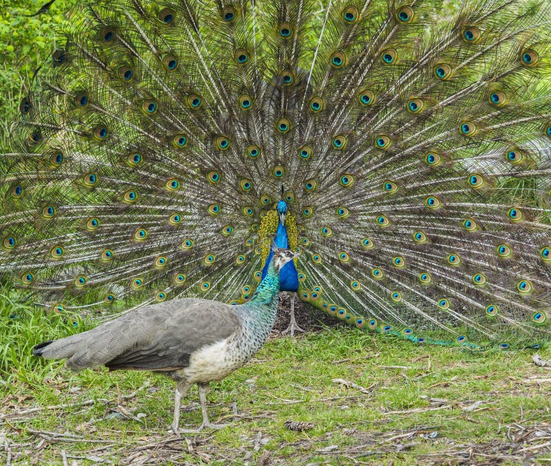 Cortejo Do Pavão E Da Pavoa Imagem de Stock - Imagem de iridescente ...