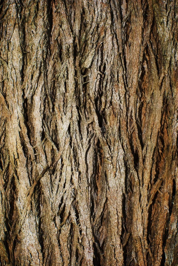 Cortex stock image. Image of natural, timber, material - 29609523