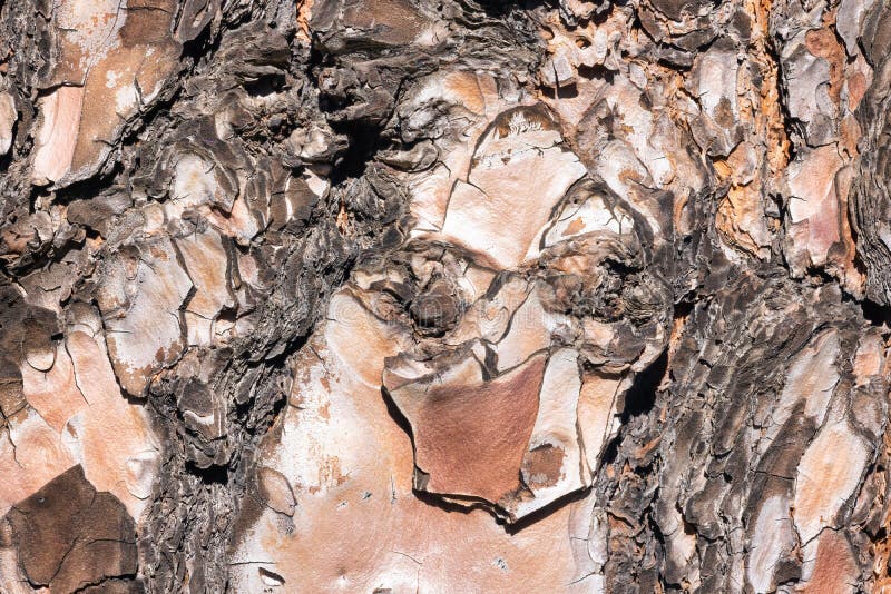 Cortex of an Age-old Pine, Texture with Face Old Man Stock Photo ...