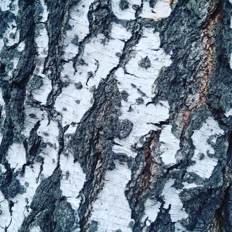 Birch-tree stock photo. Image of bark, cortex, white - 65985870