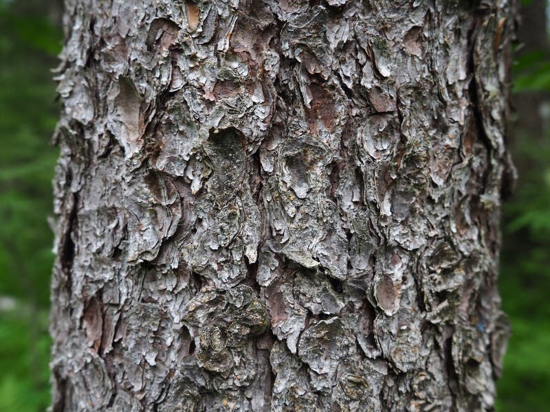 The Cortex is a Collection of Tissues Located Outside the Cambium. Tree ...