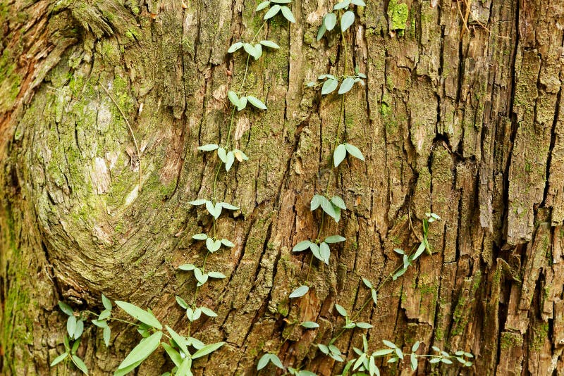 Cortex of an old tree. stock photo. Image of tree, tropical - 62326882
