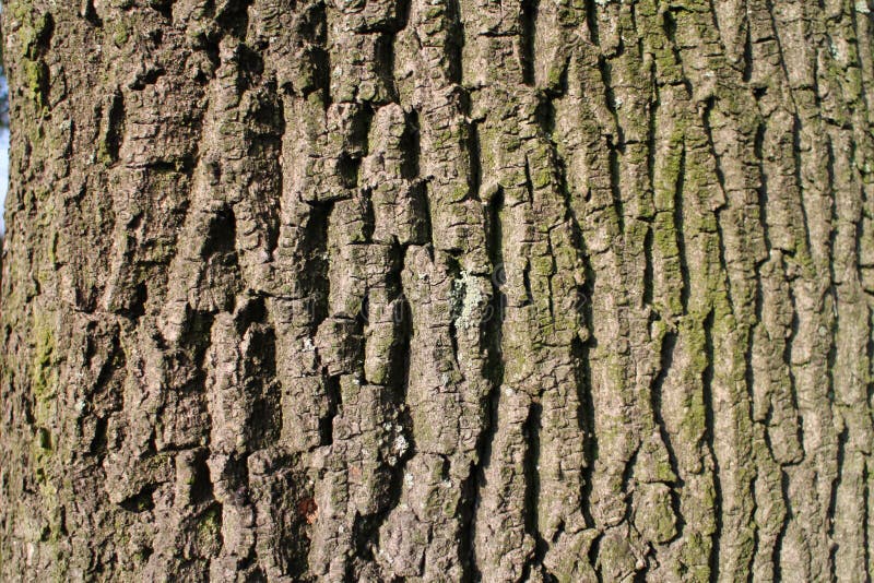 Cortex (rind, Bark) of Trunk Stock Photo - Image of texture, structure ...