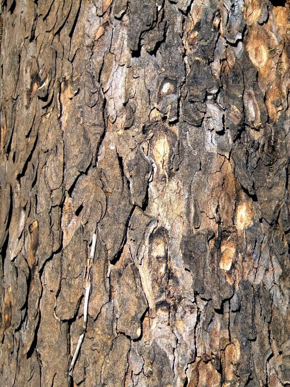 Cortex texture stock image. Image of pattern, close, shot - 715259