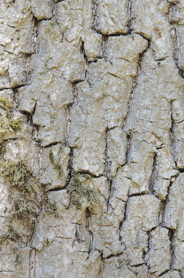 Cortex texture stock image. Image of tropical, close - 57911043