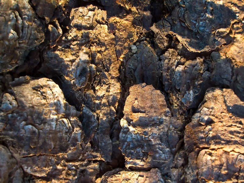 Cortex tree stock photo. Image of birch, growing, nature - 1007206