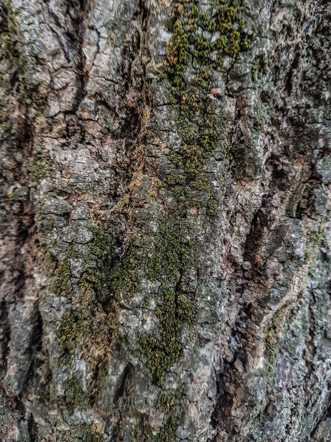 A Cortex of a tree stock photo. Image of green, shadows - 85289604